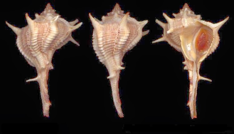 Málaga Fenicios: LEYENDA DEL ORIGEN DE LA PÚRPURA