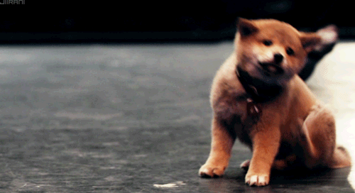 HACHİKO: SADAKAT VE SEVGİNİN SİMGESİ | BİR KISANIN GÜNLÜĞÜ