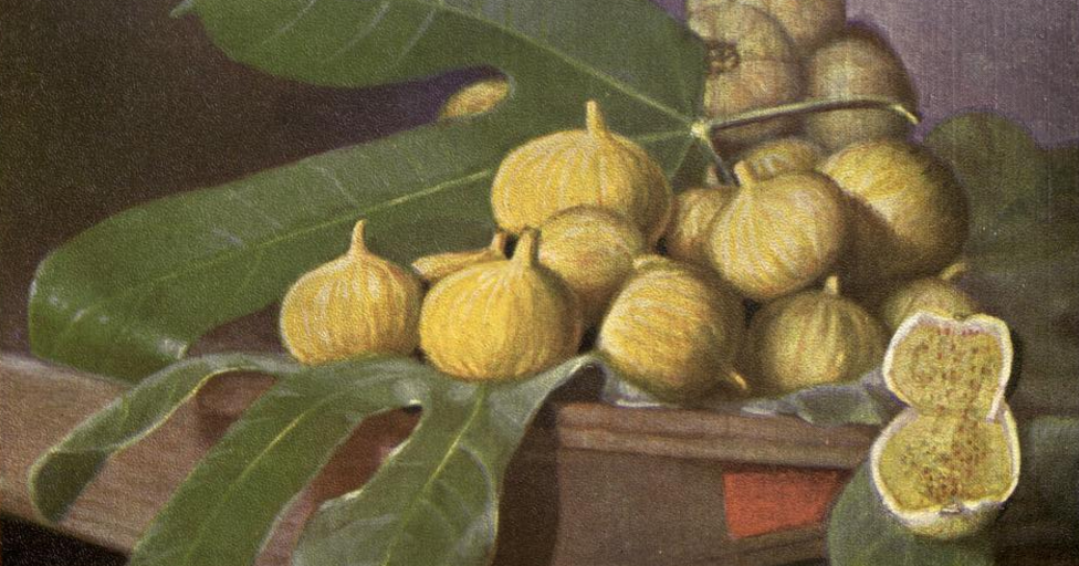 The Illustrated Plant Nut: Fig Mysteries