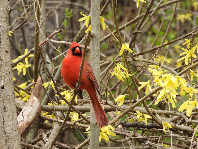 Bird & Travel Photos, Birding Sites, Bird Information: MALE NORTHERN ...