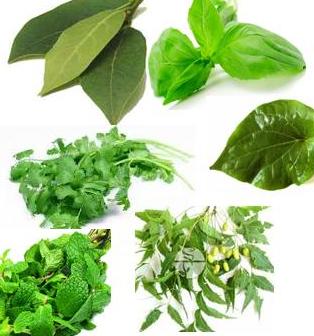 The Green Healers of India! |The Healing Herbs of India