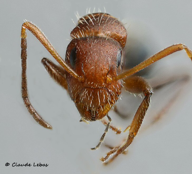 fourmis de Cuba- Hormigas de Cuba- Ants of Cuba: Camponotus planatus