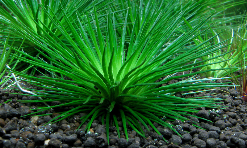 Blog Amazônica Aquários: Eriocaulon cinereum