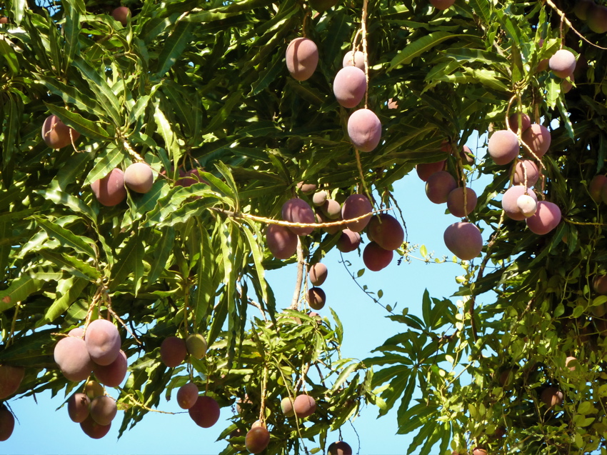 Fabulista De Costa Rica*: Mango Manna from Heaven