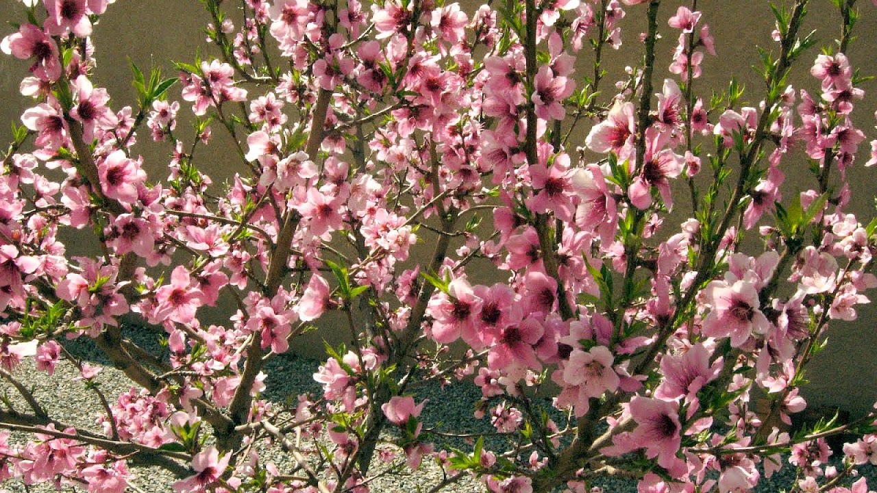 Peach Tree Root System - Tree Choices