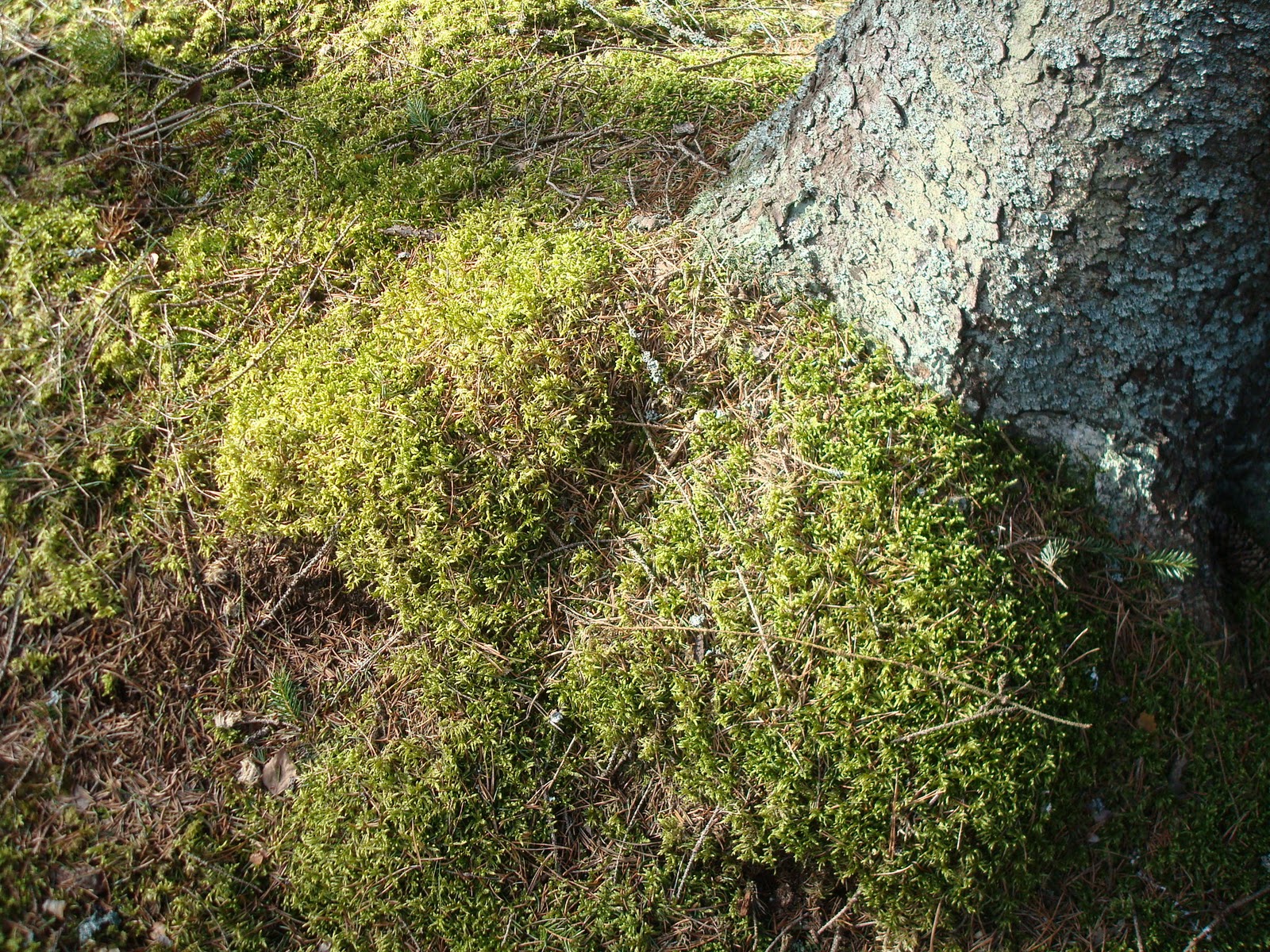 My Swedish Balcony: Mjuk mossa och gamla fönster