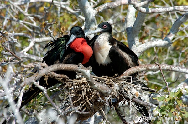 WildLife: Frigate Bird Images-Photos and Wallpapers 2012