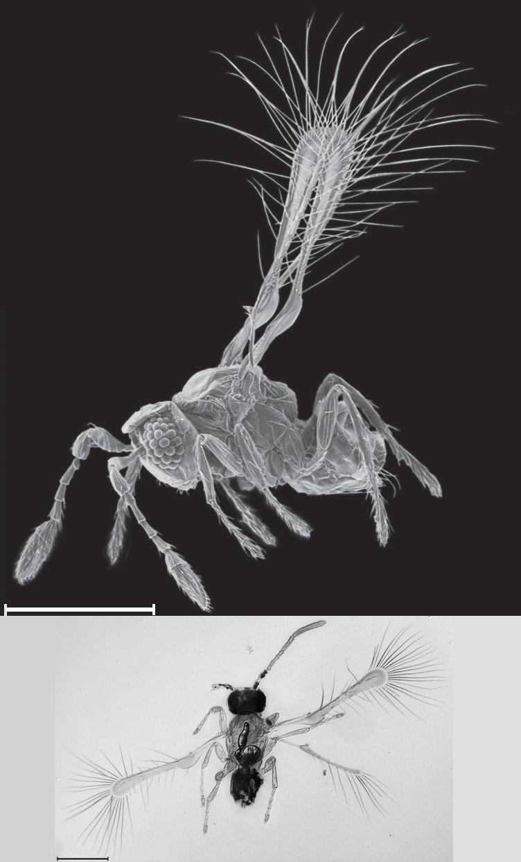 Species New to Science: [Entomology • 2013] A new genus and species of ...