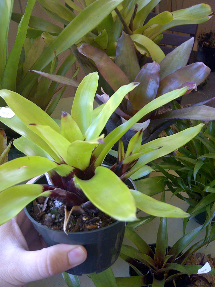 The Rainforest Garden: Acres of Bromeliads at the Tropiflora Fall Festival