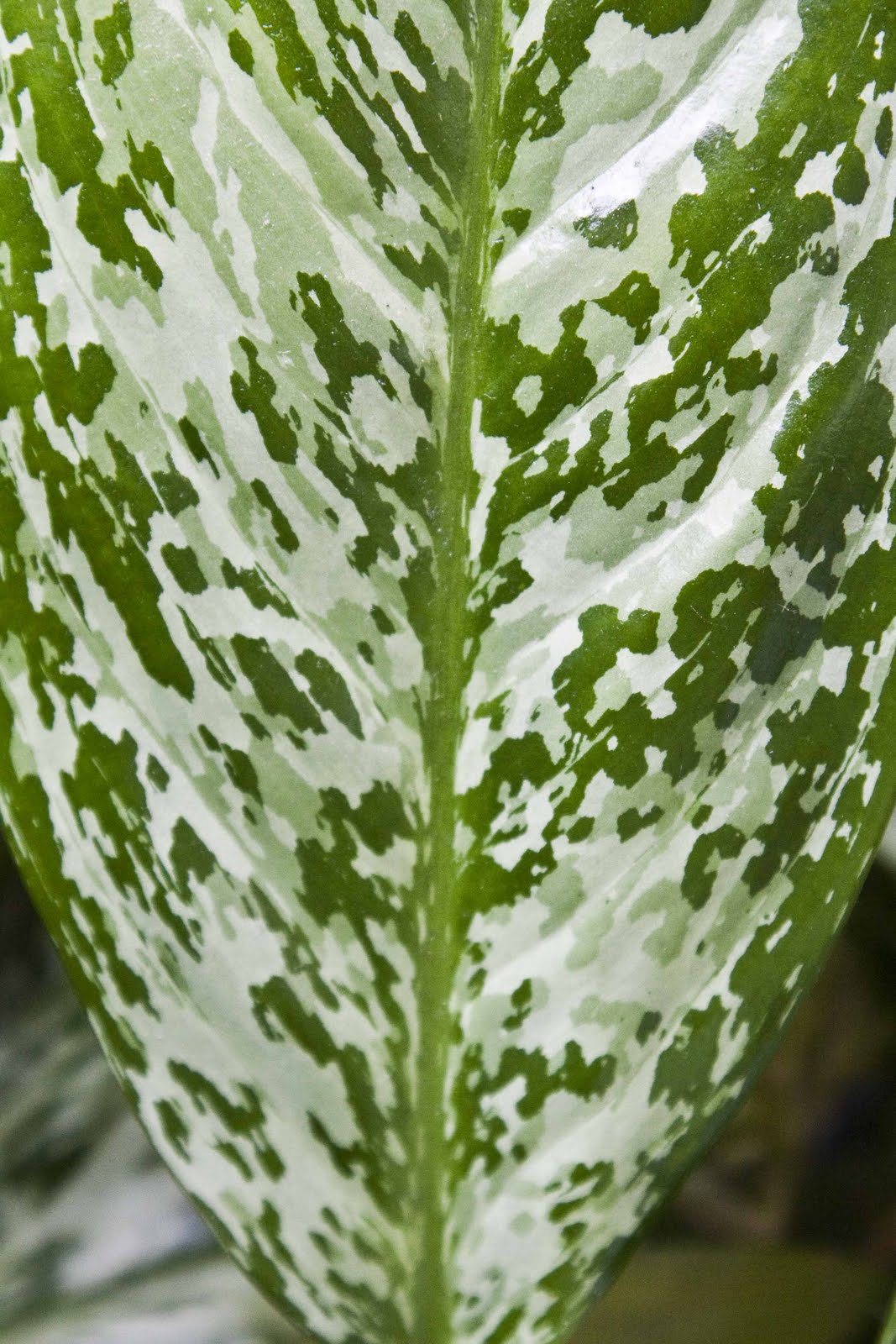 The Art of Photography: Real and implied triangles