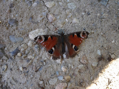 Tableta mea: Poze cu tableta Samsung Galaxy Tab 7.0 Plus