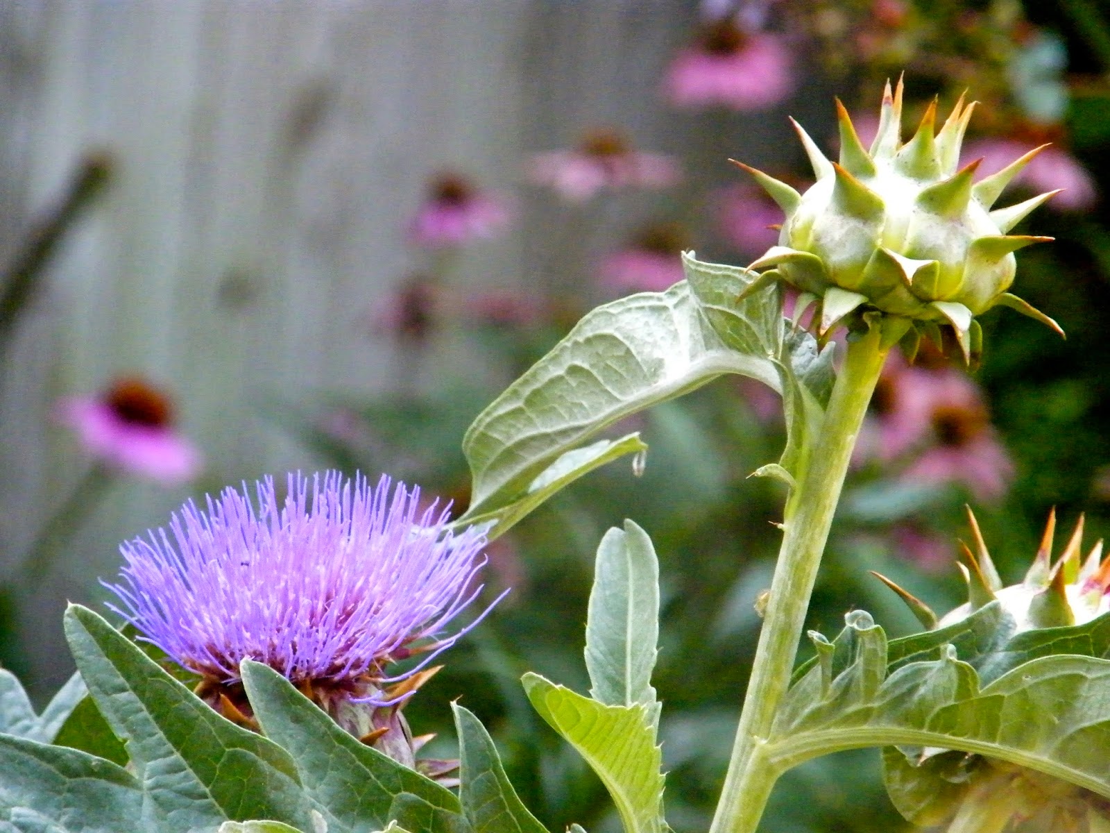 P O T A G E R: Cardoon (Cynara cardunculus)