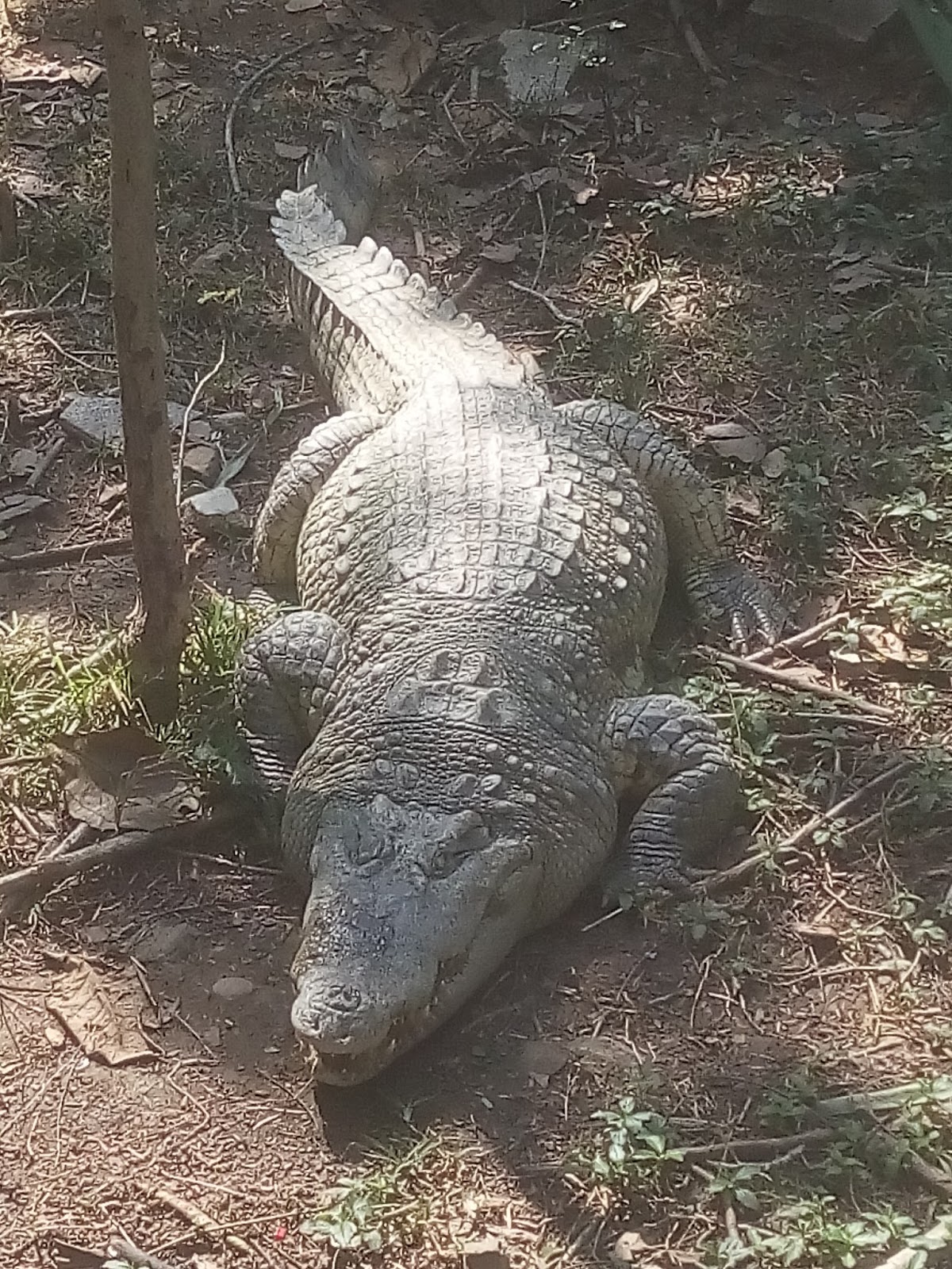 TRAVEL AROUND THE WORLD : Guindy National Park, Chennai