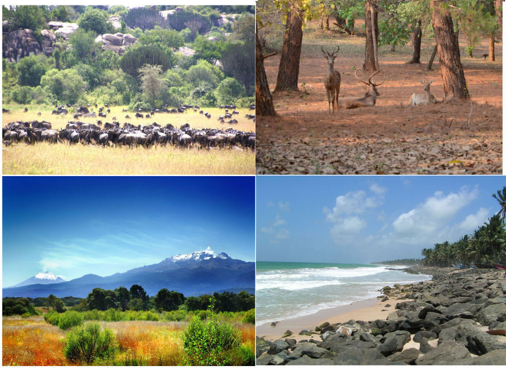 CONOZCAMOS UN POCO MAS ACERCA DE...: EL MEDIO AMBIENTE