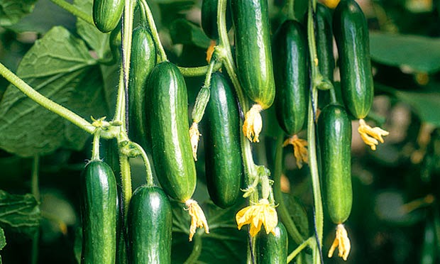 How To Grow Cucumbers Indoors | How To Do - Article