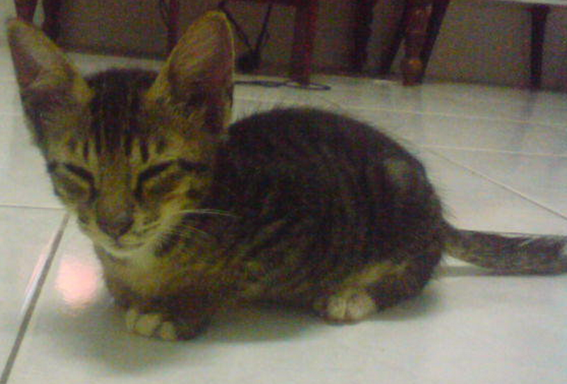 The Along Hidayah: Contest Kucing Paling Comel