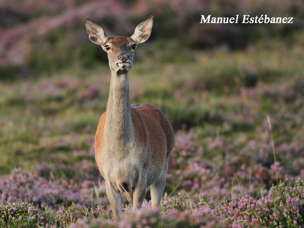 Miradas Cantábricas: Ciervas