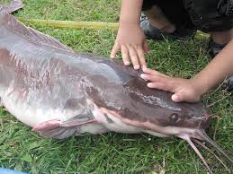 Wisey's Paypond Fishing Guide: List of Paypond Fish Species