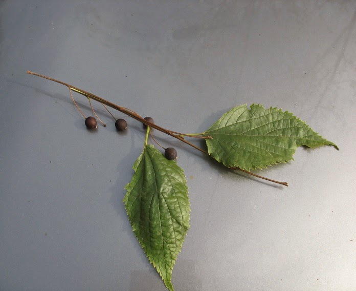 The Nature of My Memories: The European nettle tree