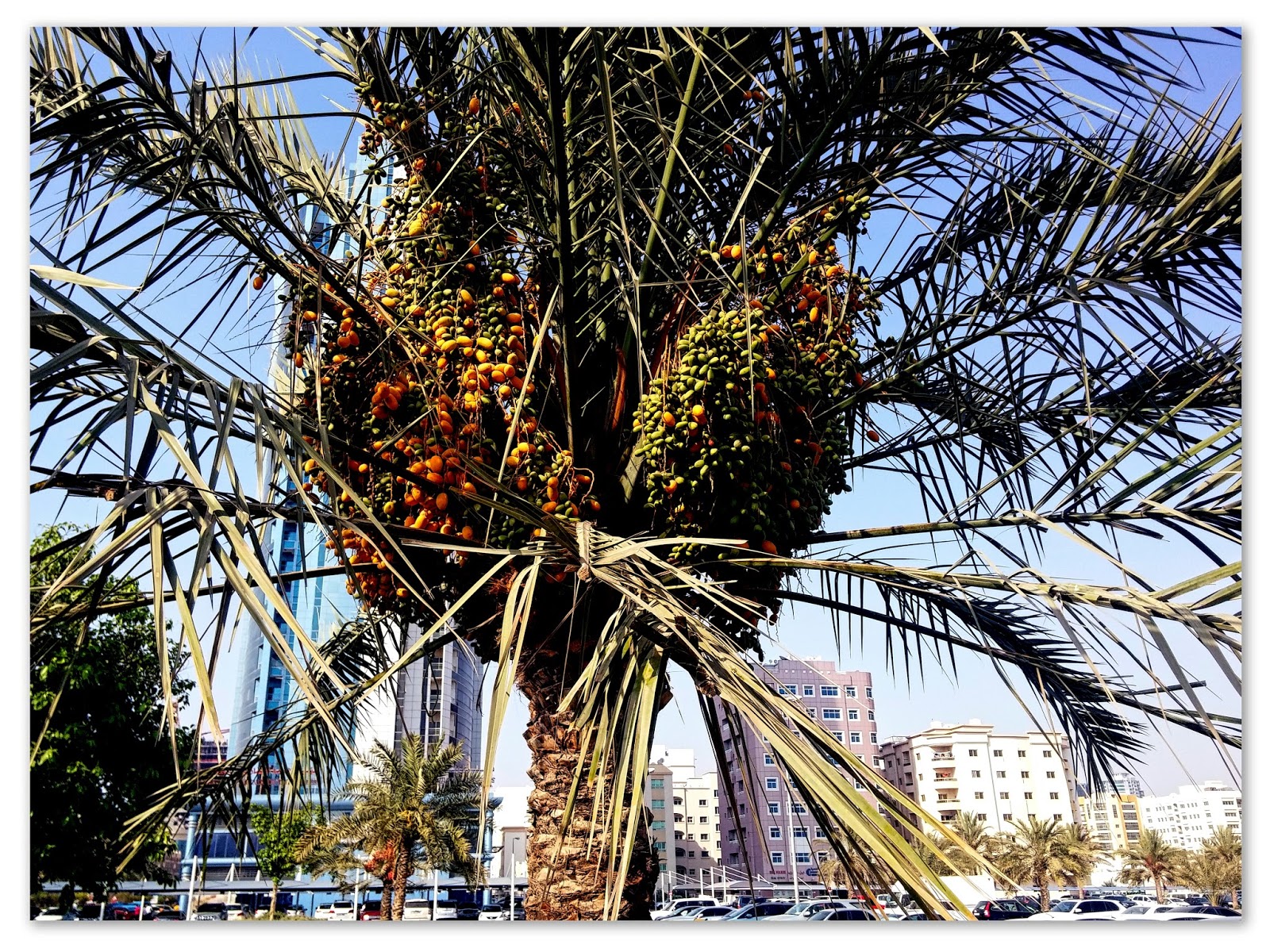 Cultura Árabe: As tâmaras e seus benefícios a saúde