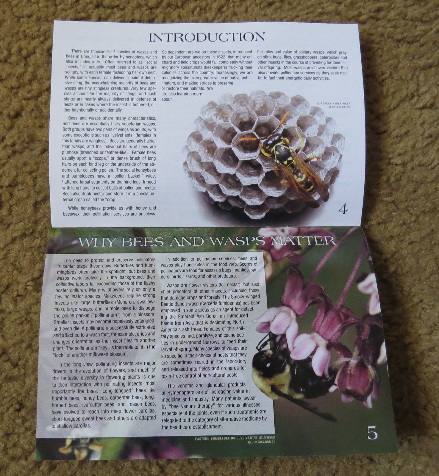 Bug Eric: New, Free Field Guide to Common Bees & Wasps of Ohio Now ...
