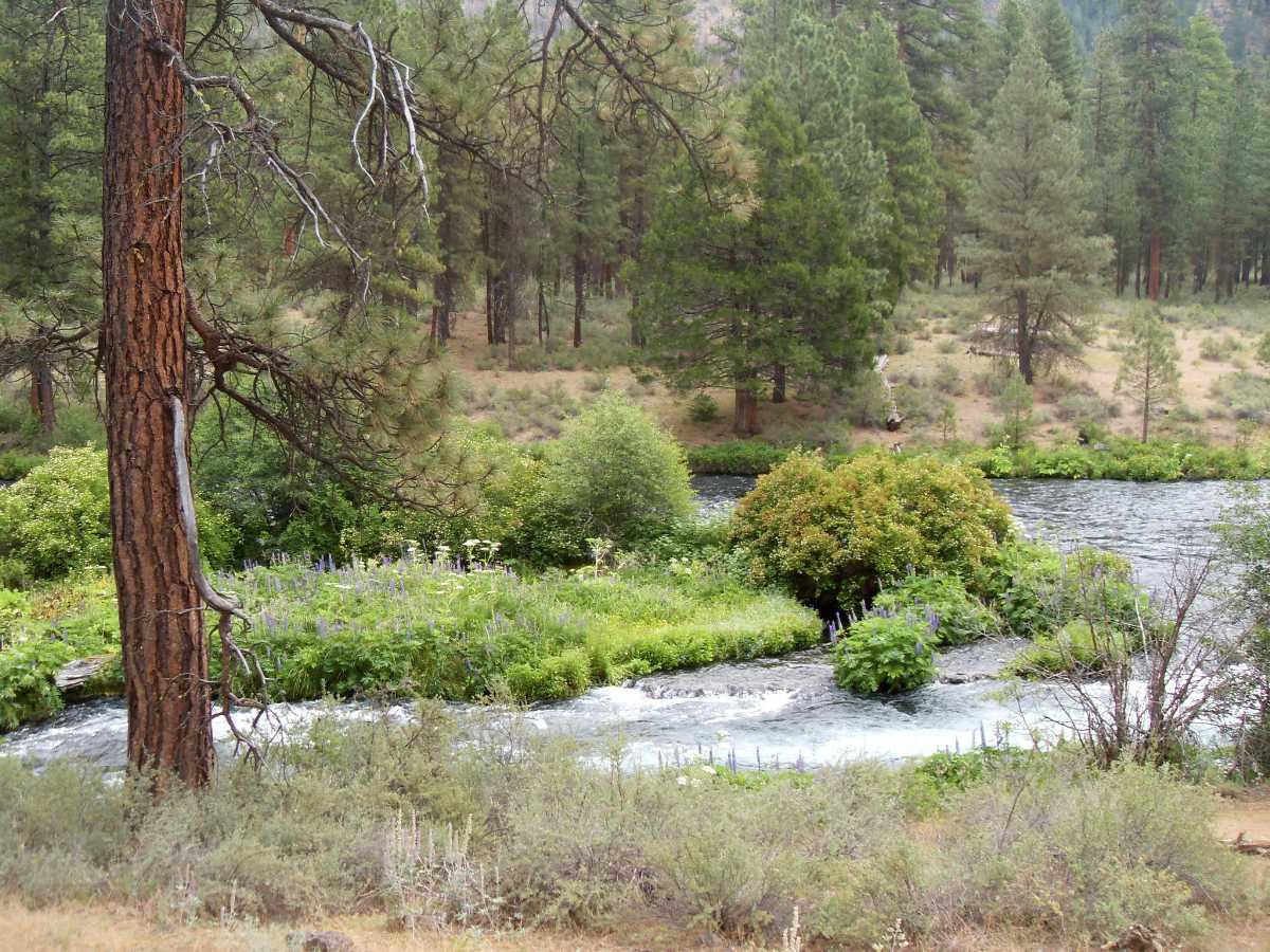 Welcome to Adele's Blog: Metolius River Camping