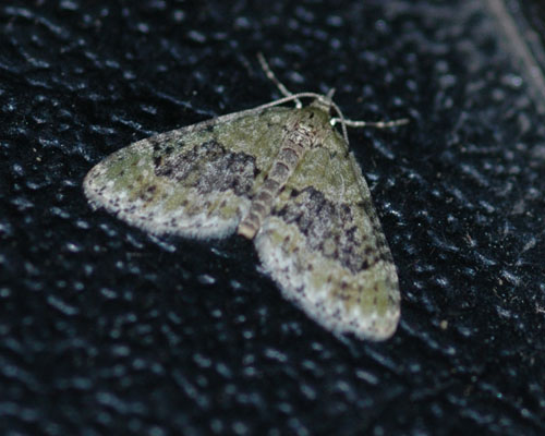 A Waldridge Naturalist: It's warming up