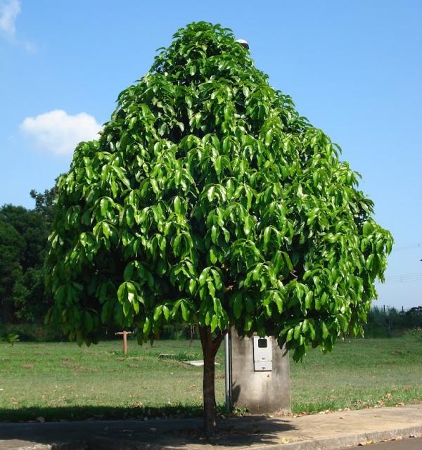 Jambo - Syzygium jambos