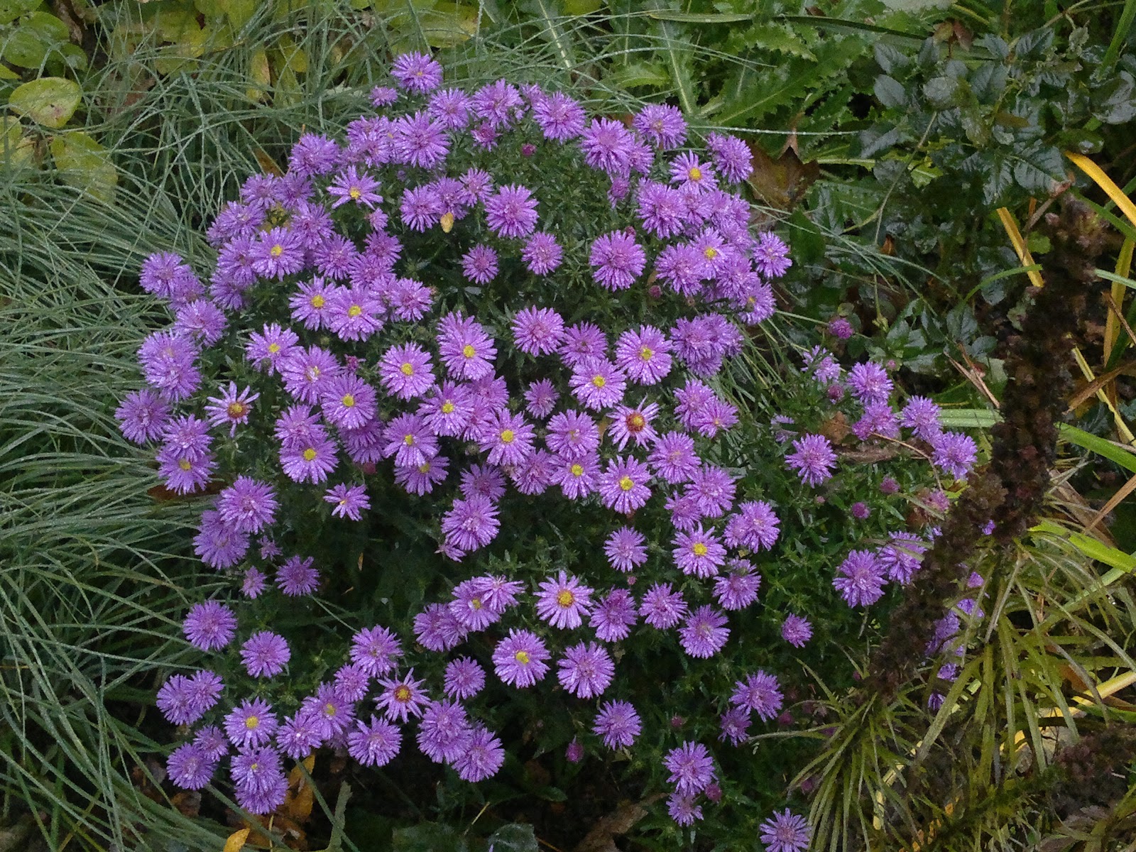blomstrende stauder og lign.