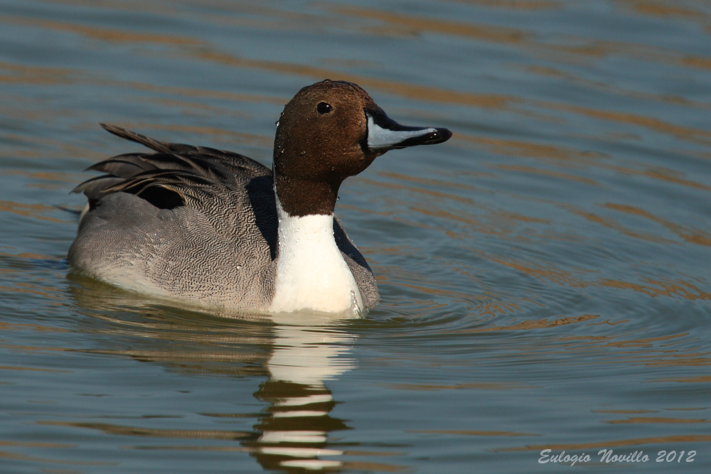 NATURALFOTO.: Ánade rabudo (Anas acuta).
