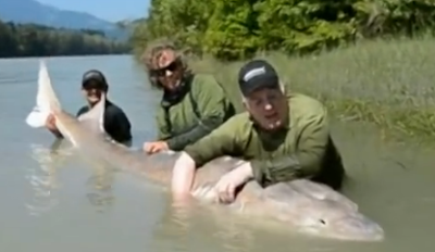 The Best Animal Stories: Monster White Sturgeon Caught in Canada