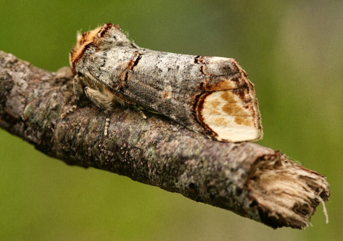 Pinceladas Actuales: Camuflaje Animal