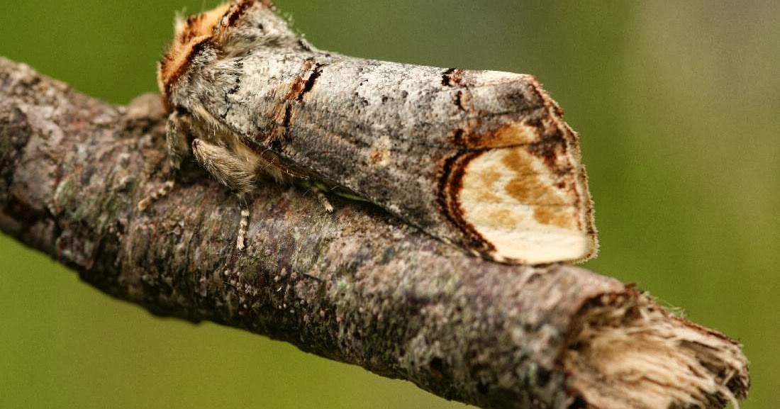 NAVEGANTECALIFORNIO: CAMUFLAJE ANIMAL