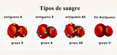 Tipos de sangre y sus características principales