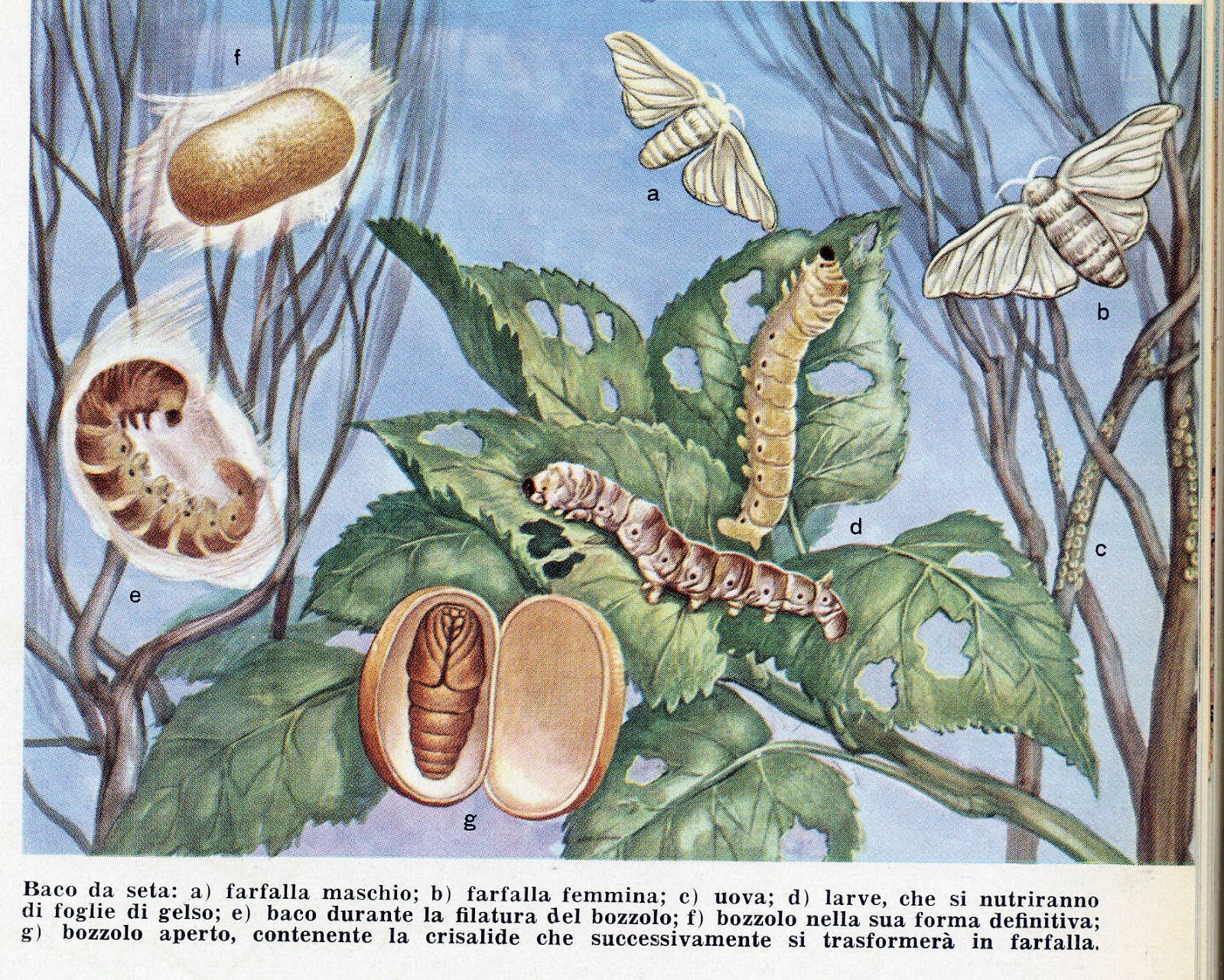 Uova Di Baco Da Seta