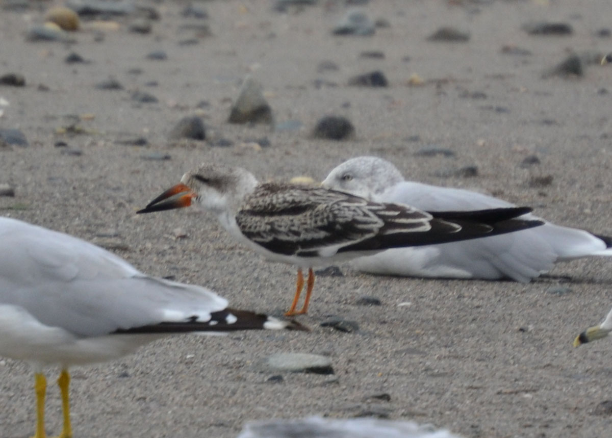 Woods Walks and Wildlife: August 2011