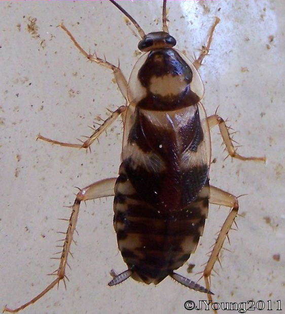 South African Photographs: Cape Zebra Cockroach (Temnopteryx phalerata) Blatellidae