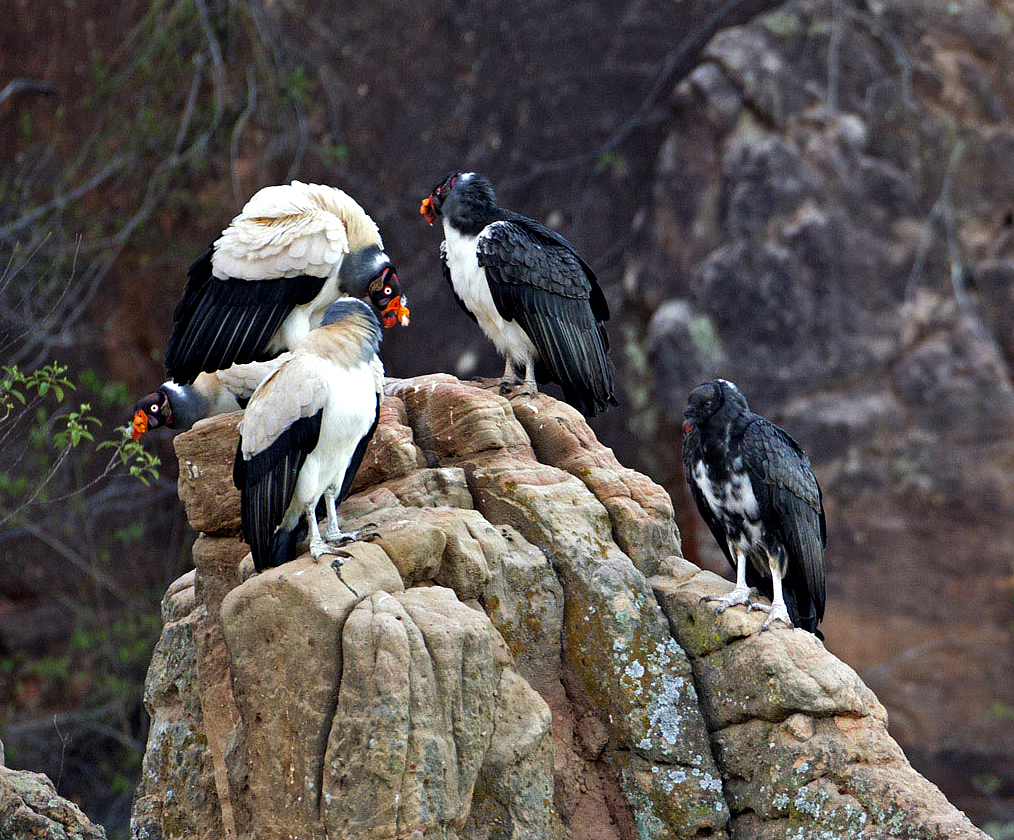 Bellas Aves de El Salvador: Sarcoramphus papa (rey zope, zopilote real)
