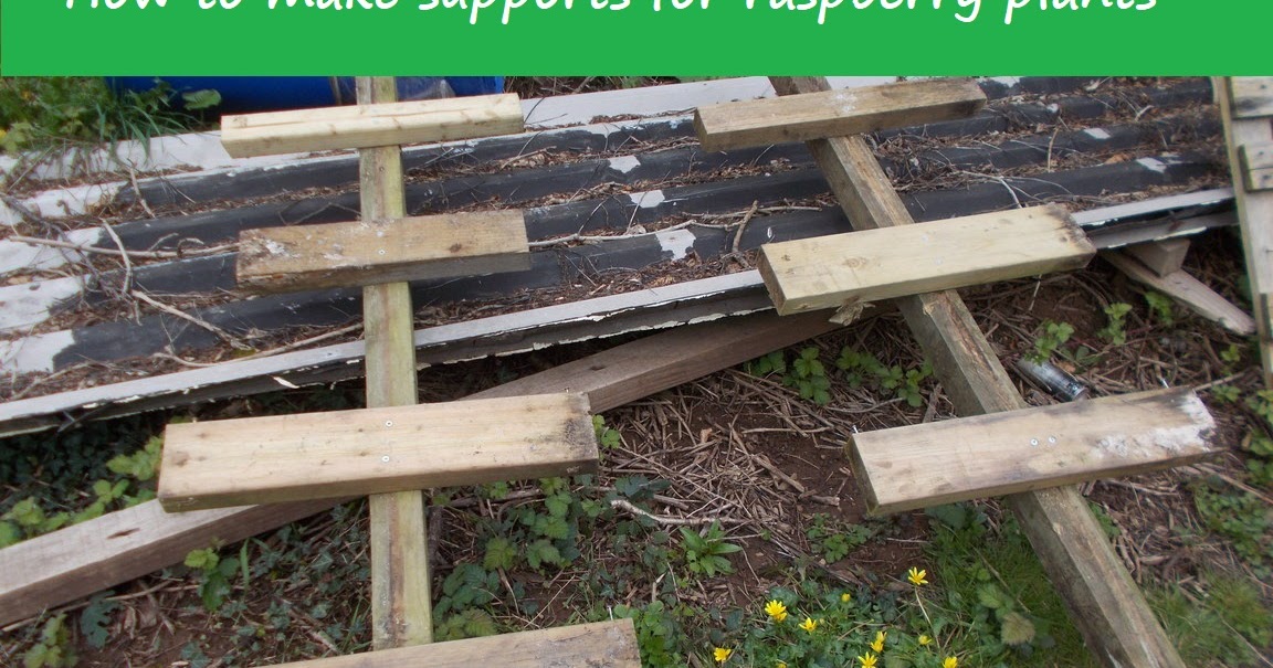 The Green Fingered Blog: How to make supports for raspberry plants