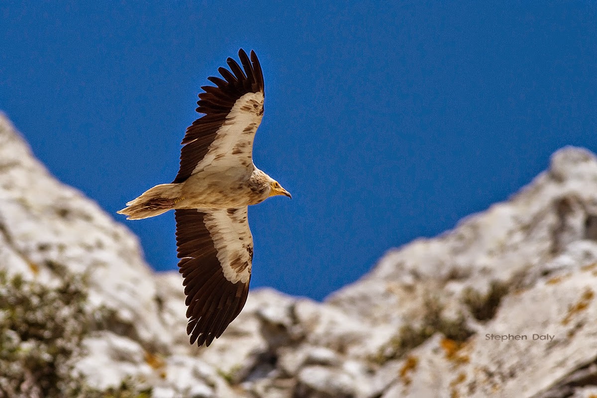 Spring Migration Tour on The Strait of Gibraltar with Stephen Daly ...