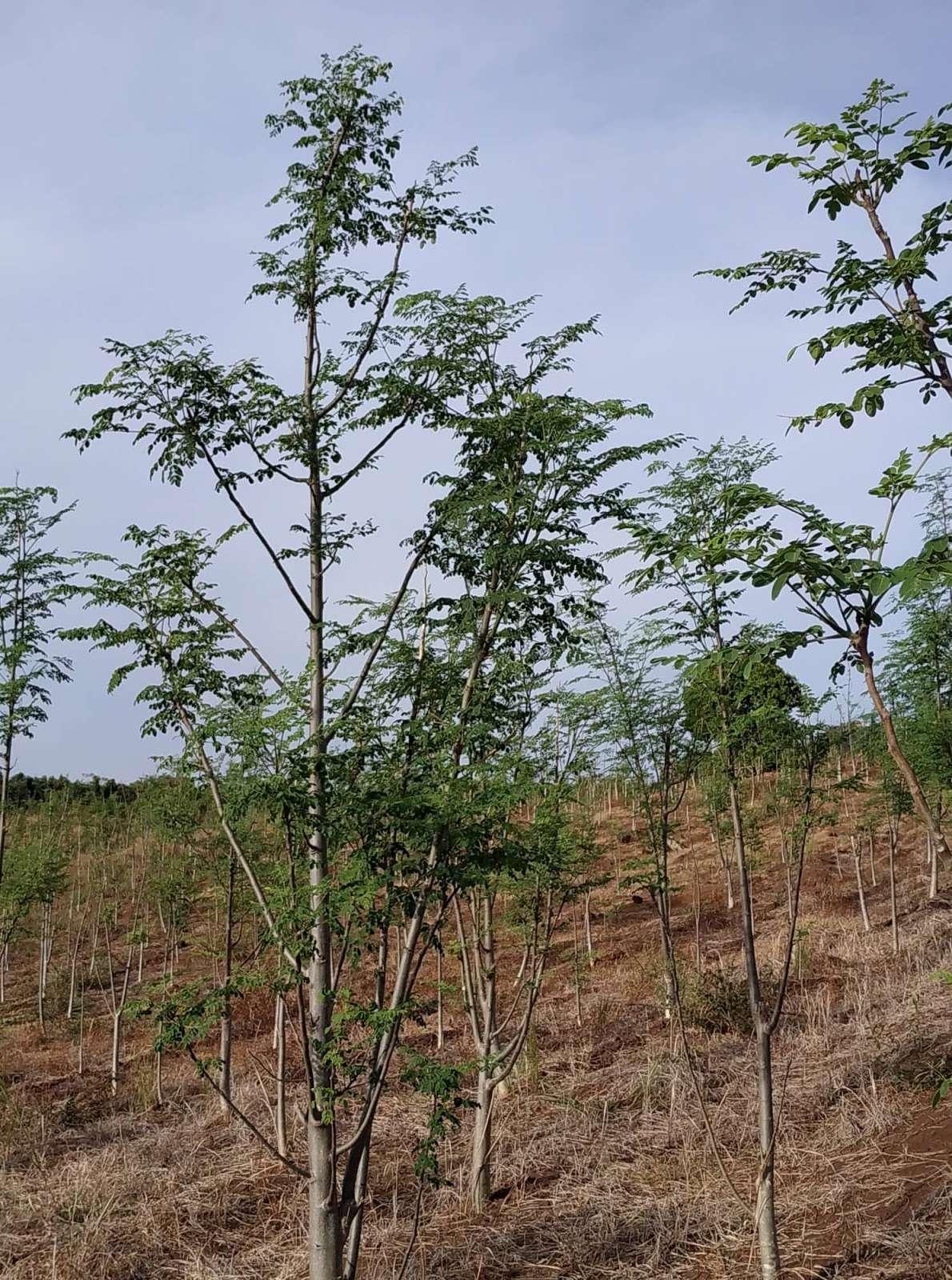 Moringa Farm / MalunggayLife Agri Farm Philippines