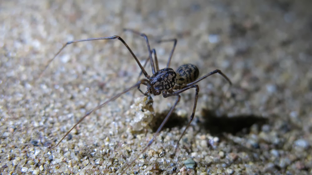Diversity and Life: A view from the Holocene: Arachnids: primeval ...
