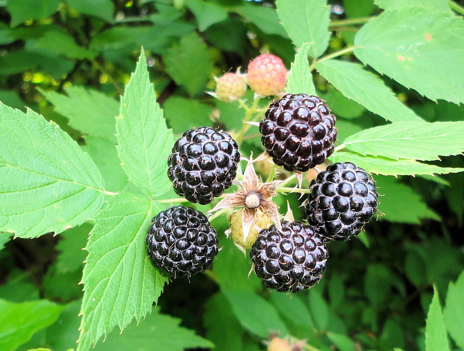 Framboesa Preta / Rubus occidentalis