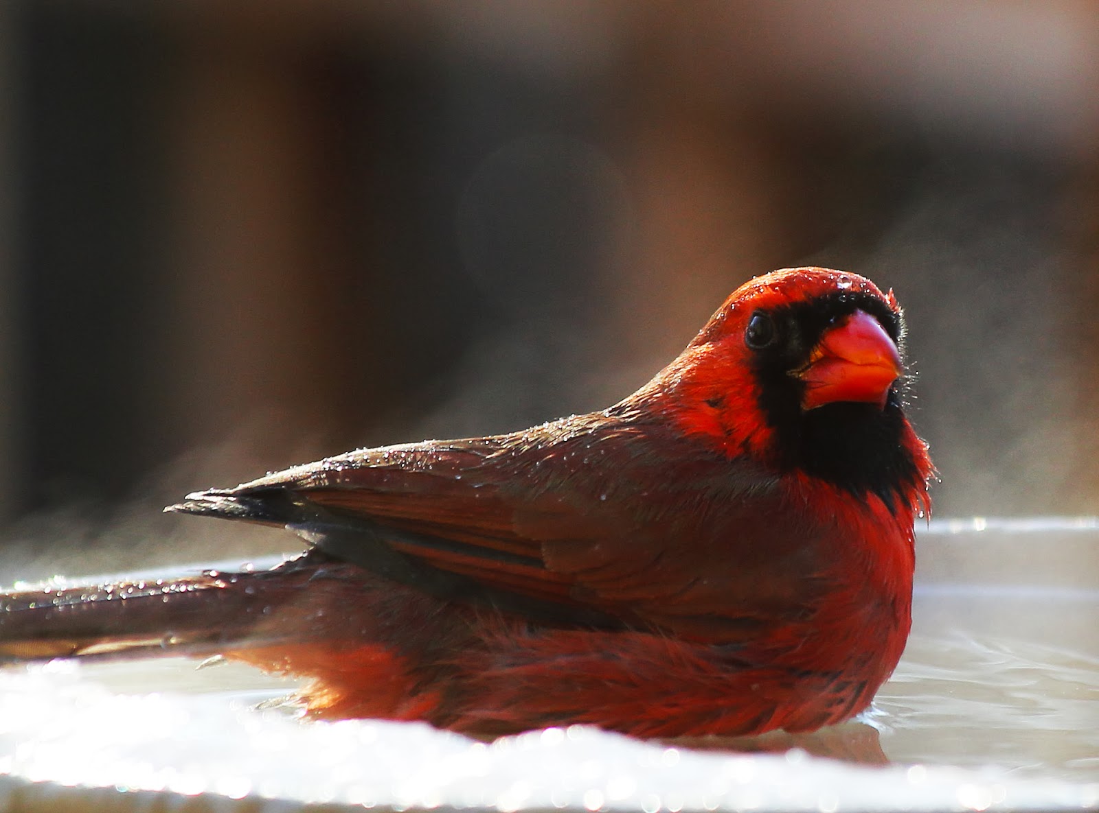 All of Nature: January 2014