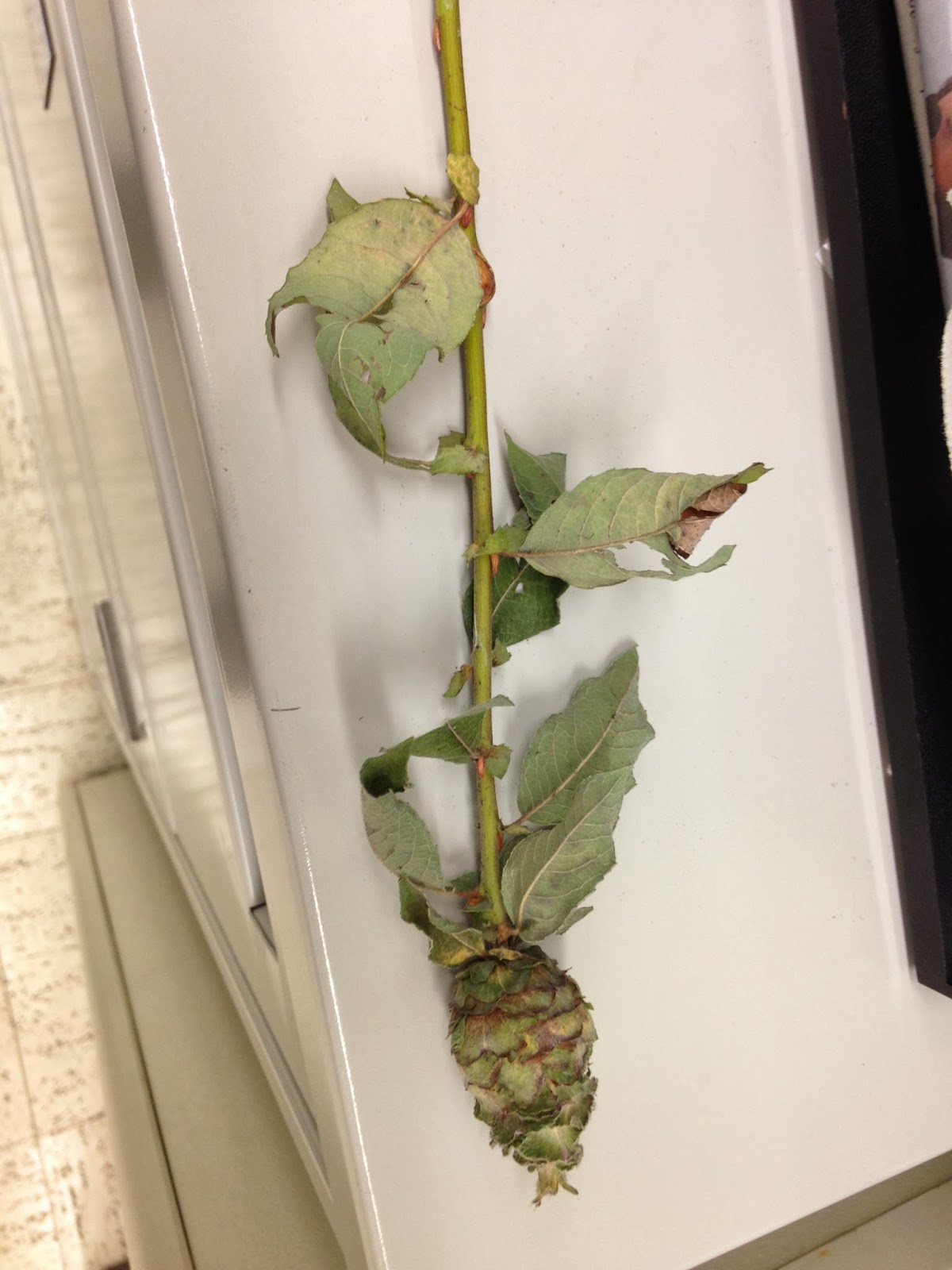 Spuds and Sprouts: Weird Insects - Part 2 - Gall-forming insects