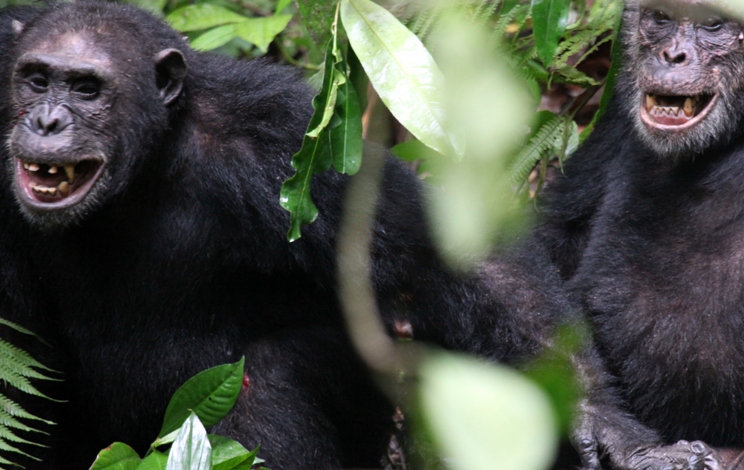 Chimp Murder in Mahale | Nomad Tanzania