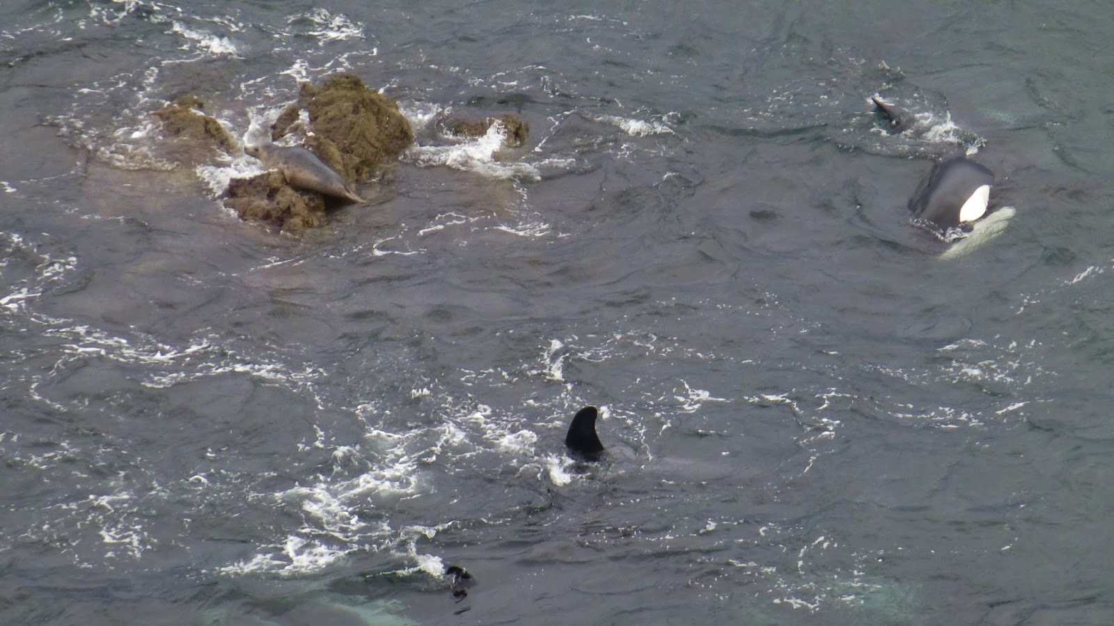 Fair Isle: Killer Whales! Video! Five Orca Hunt Seals along the coast ...
