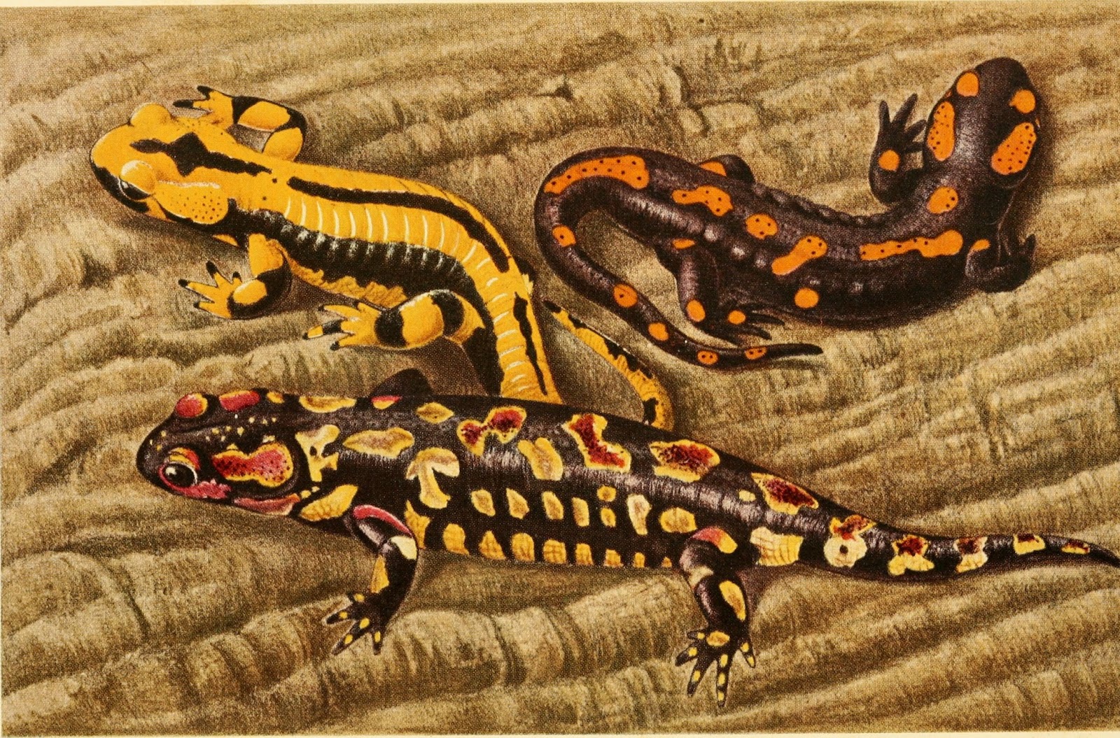 El Gato de Rhiannon: Elementales: Salamandras