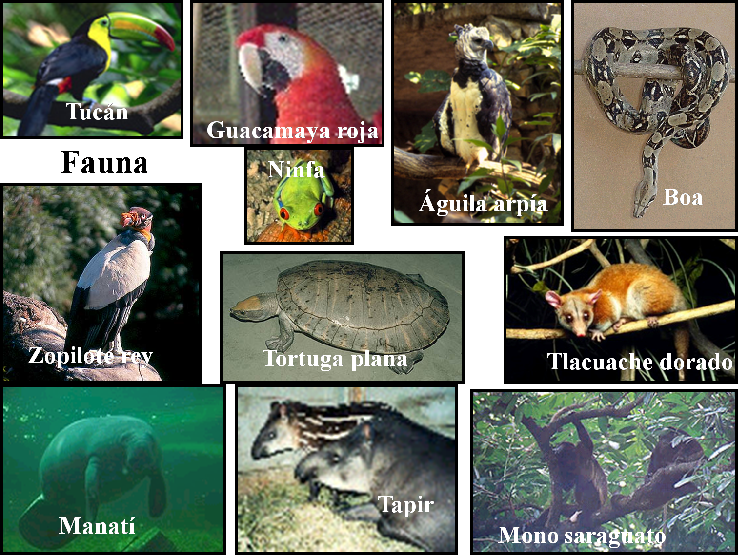 7.- ECOSISTEMA MANGLAR.