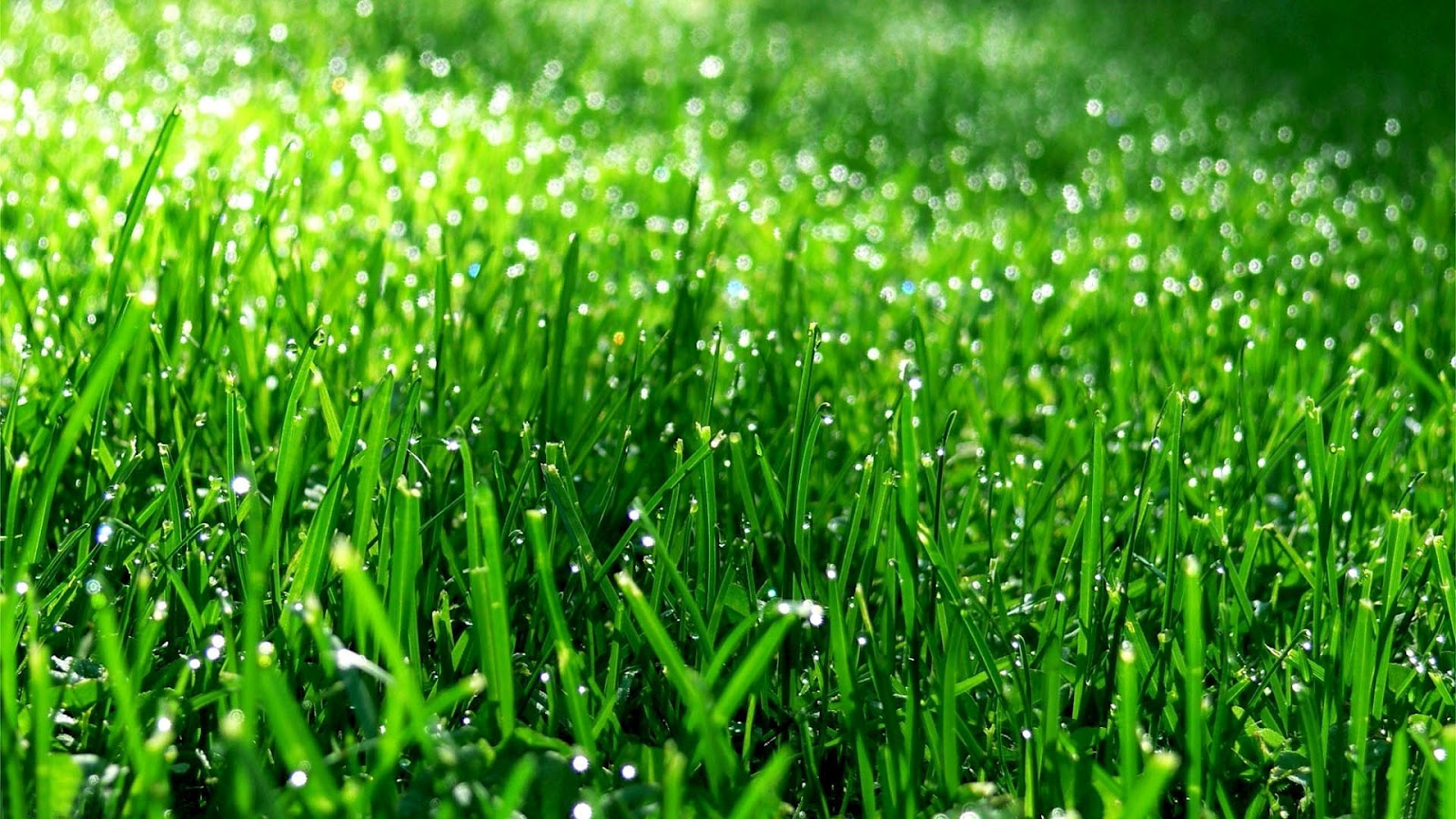 Gras Achtergronden | HD Wallpapers